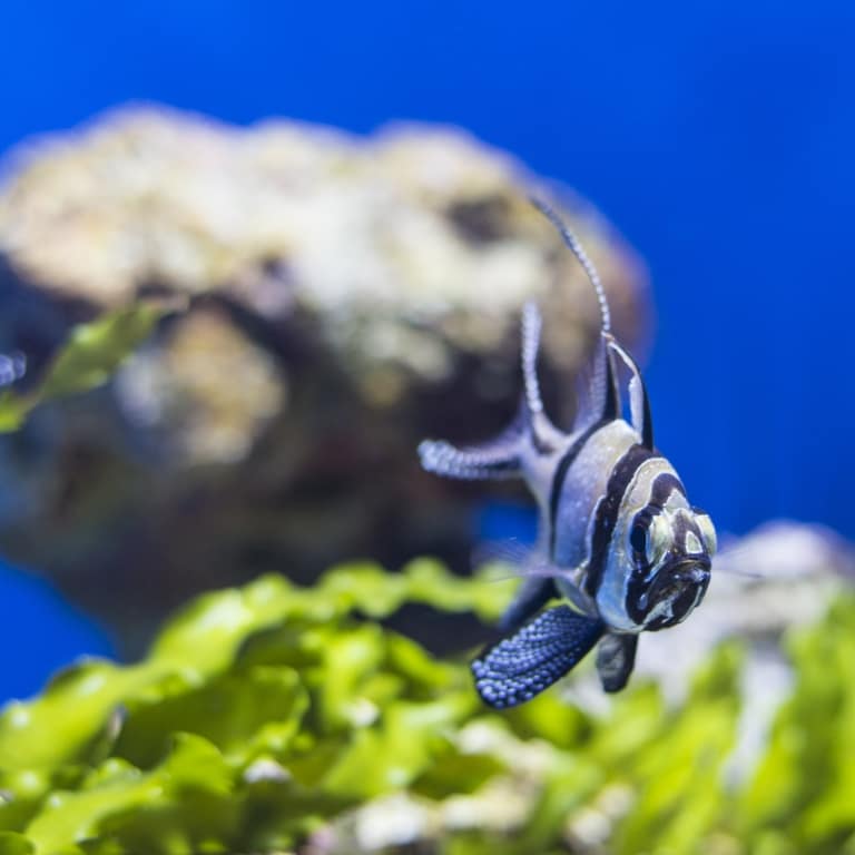 SEA LIFE Manchester Entry Ticket Theme Parks Trafford Palazzo